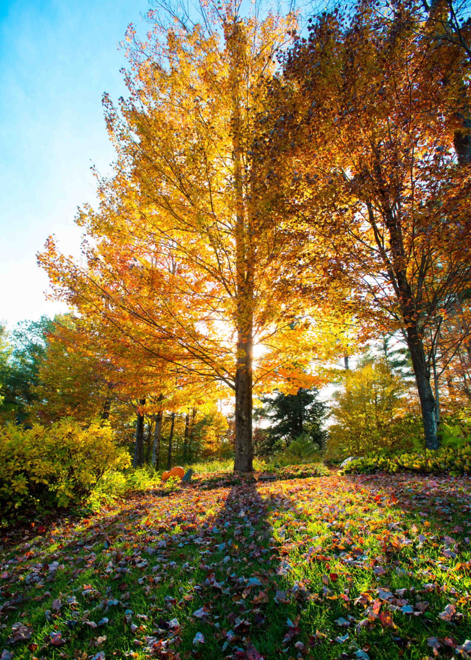 Vermont Maple Trees in Autumn, Yellow, Shadows, Fall, Leaves, Foliage ...