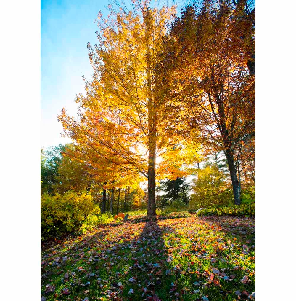 Vermont Maple Trees in Autumn, Yellow, Shadows, Fall, Leaves, Foliage ...