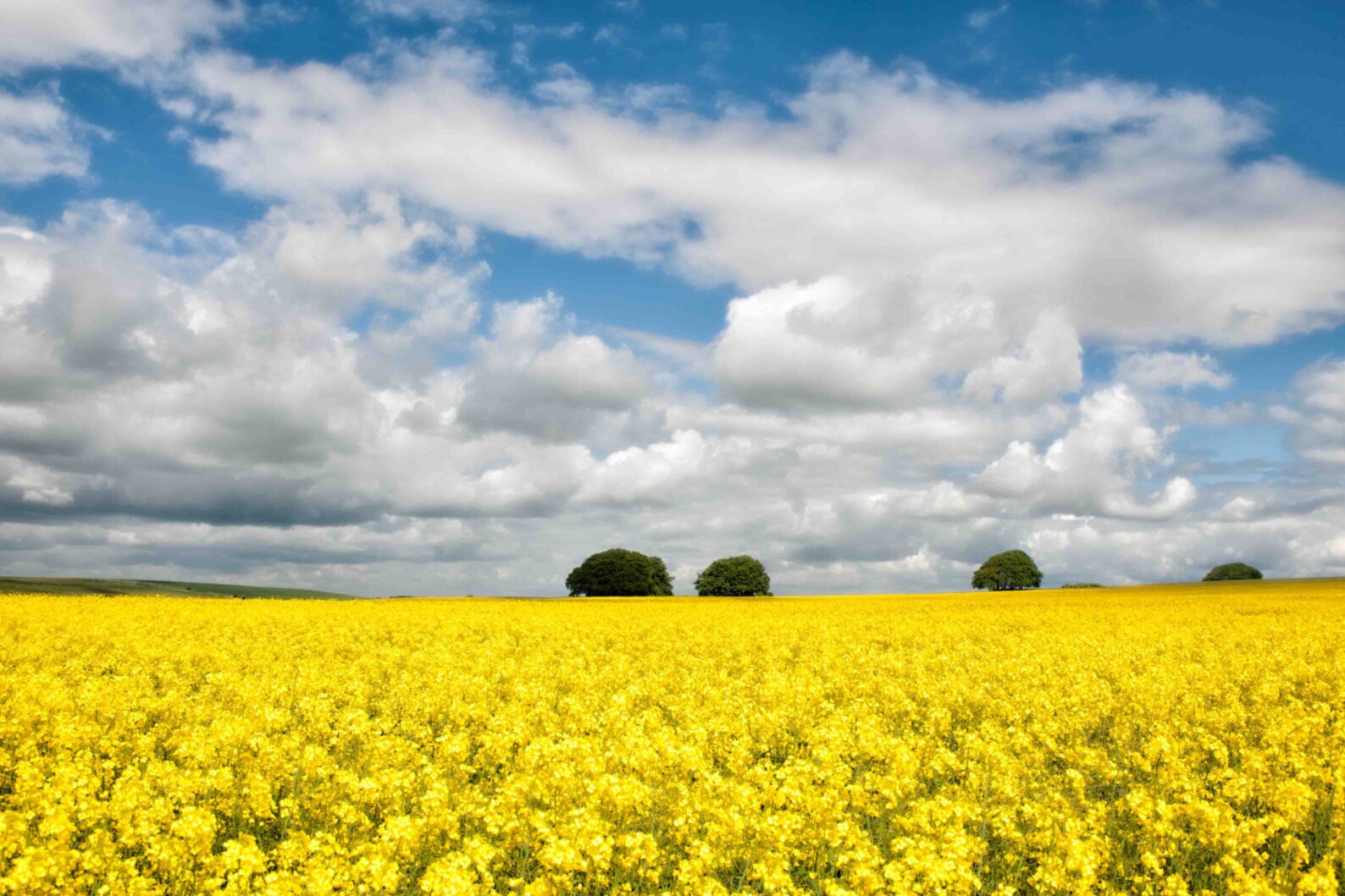 English Countryside Field of Yellow Flowers Photography, England, White ...