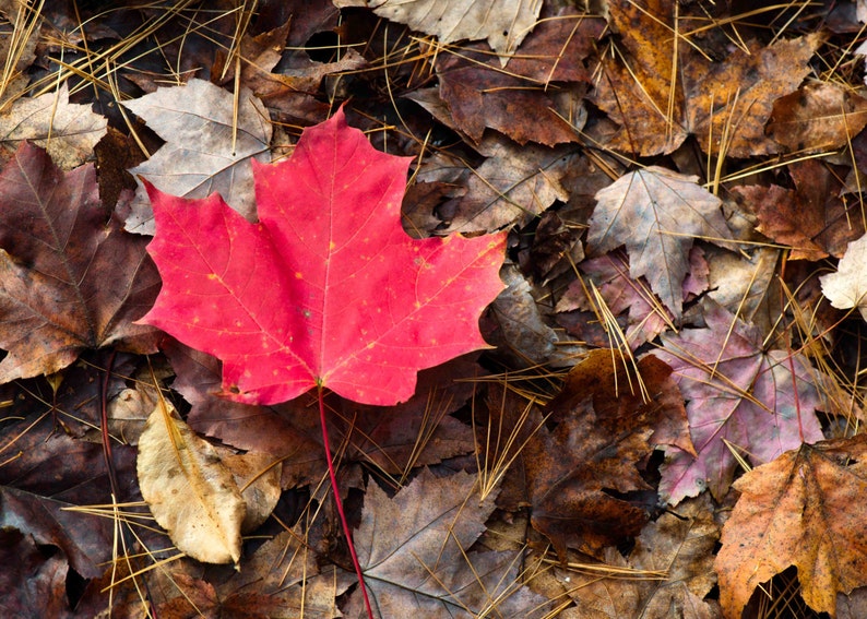 Photograph of Red Autumn Maple Leaf in Vermont on Forest Floor, Fall ...