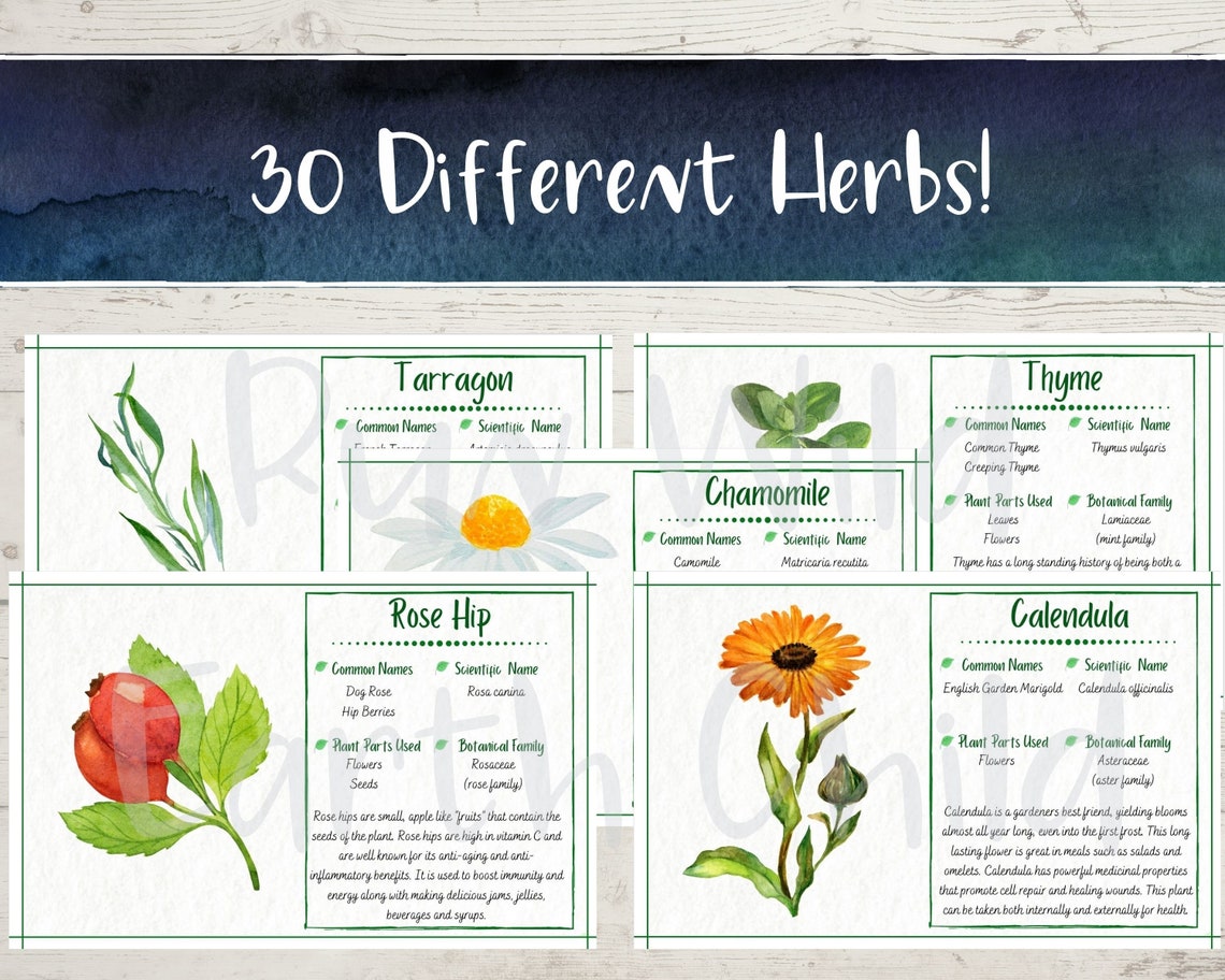Herb Fact Cards 30 Different Culinary and Medicinal Herbs | Etsy