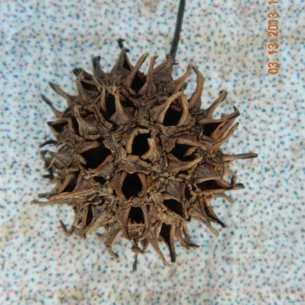 Unusual Seed Pods - Etsy