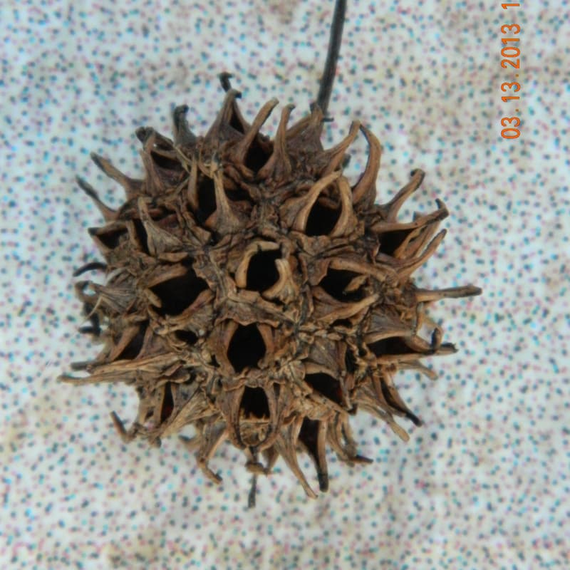 Unusual Seed Pods - Etsy