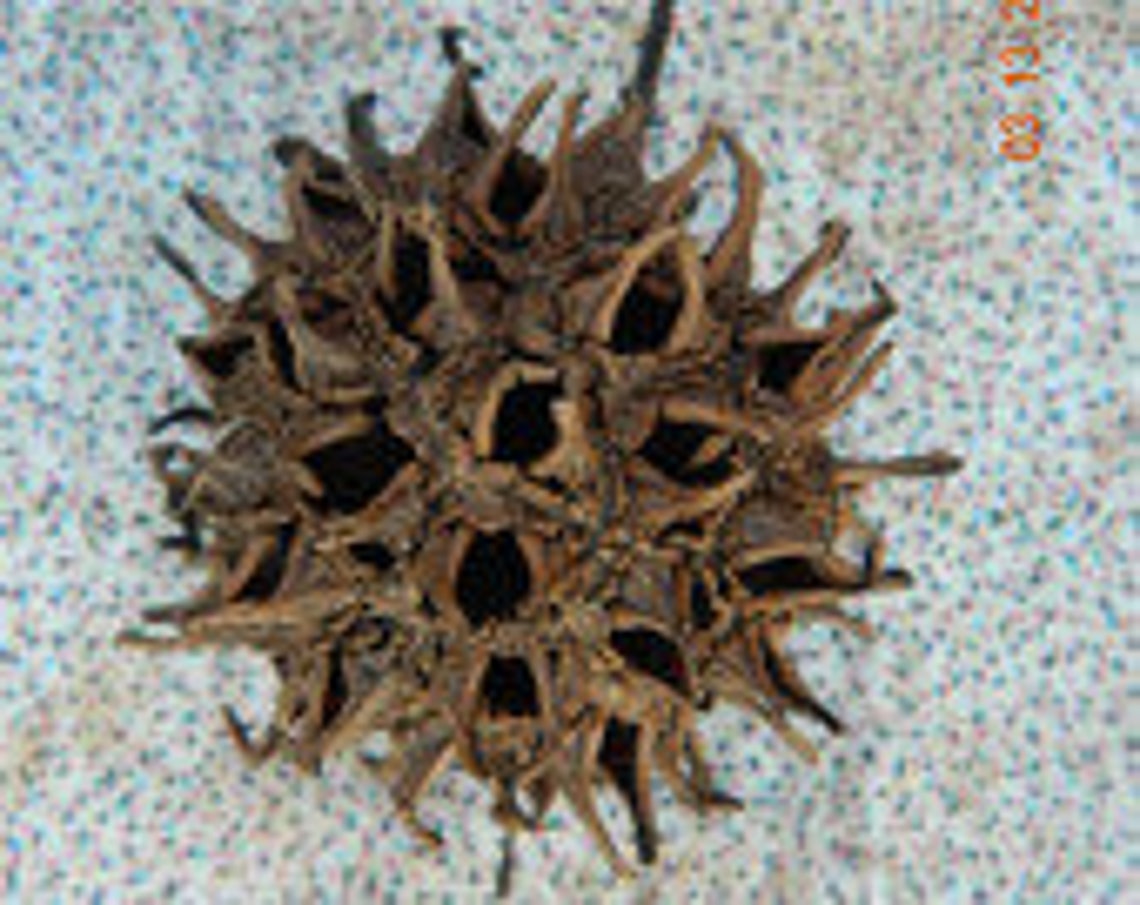 Unusual Ornate Ingenious Delicate Seed Coverings From Trees and Bushes ...