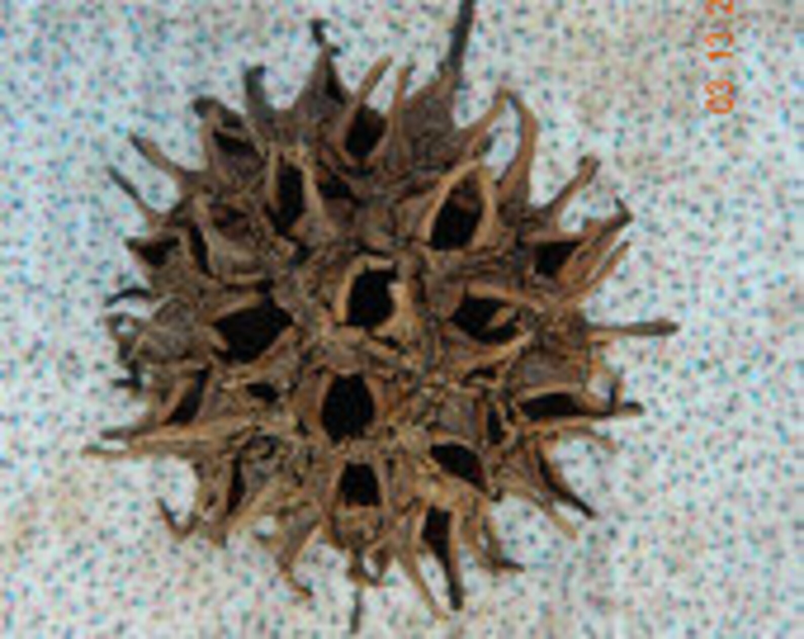 Unusual Ornate Ingenious Delicate Seed Coverings From Trees and Bushes ...