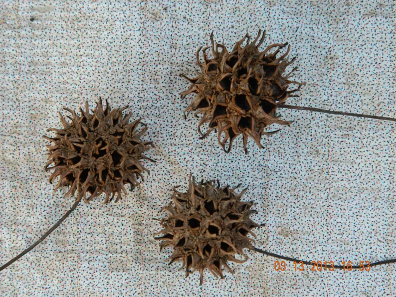 Unusual Ornate Ingenious Delicate Seed Coverings From Trees and Bushes ...