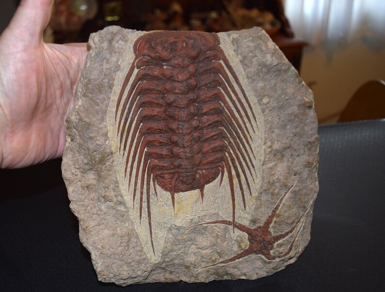FOSSIL TIME! Very Large Selenopeltis Trilobite and a Brittle Star ...
