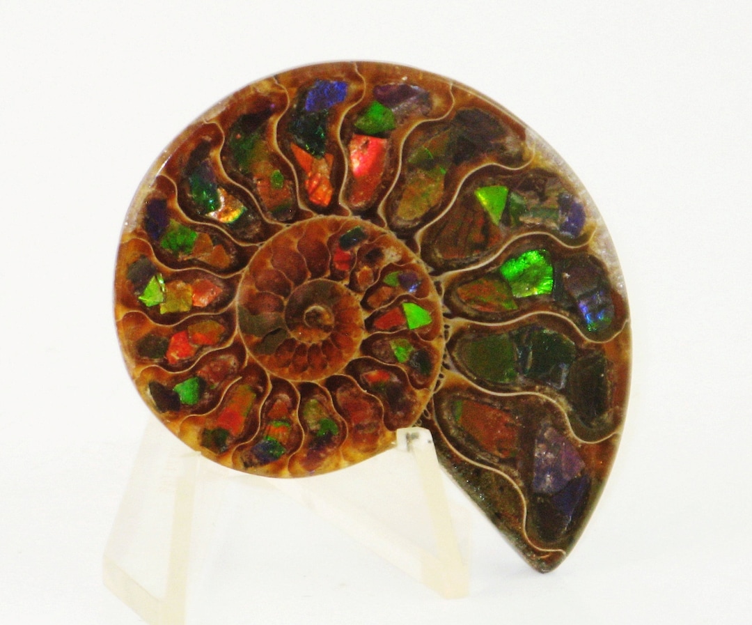 Rainbow Ammolite Inlay Ammonite Fossil: 2-inch Display Piece for ...