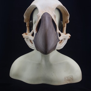 Bird Skull Mask Full Bone Painted - Etsy Australia