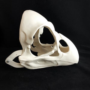 Bird Skull Mask - Full - Etsy