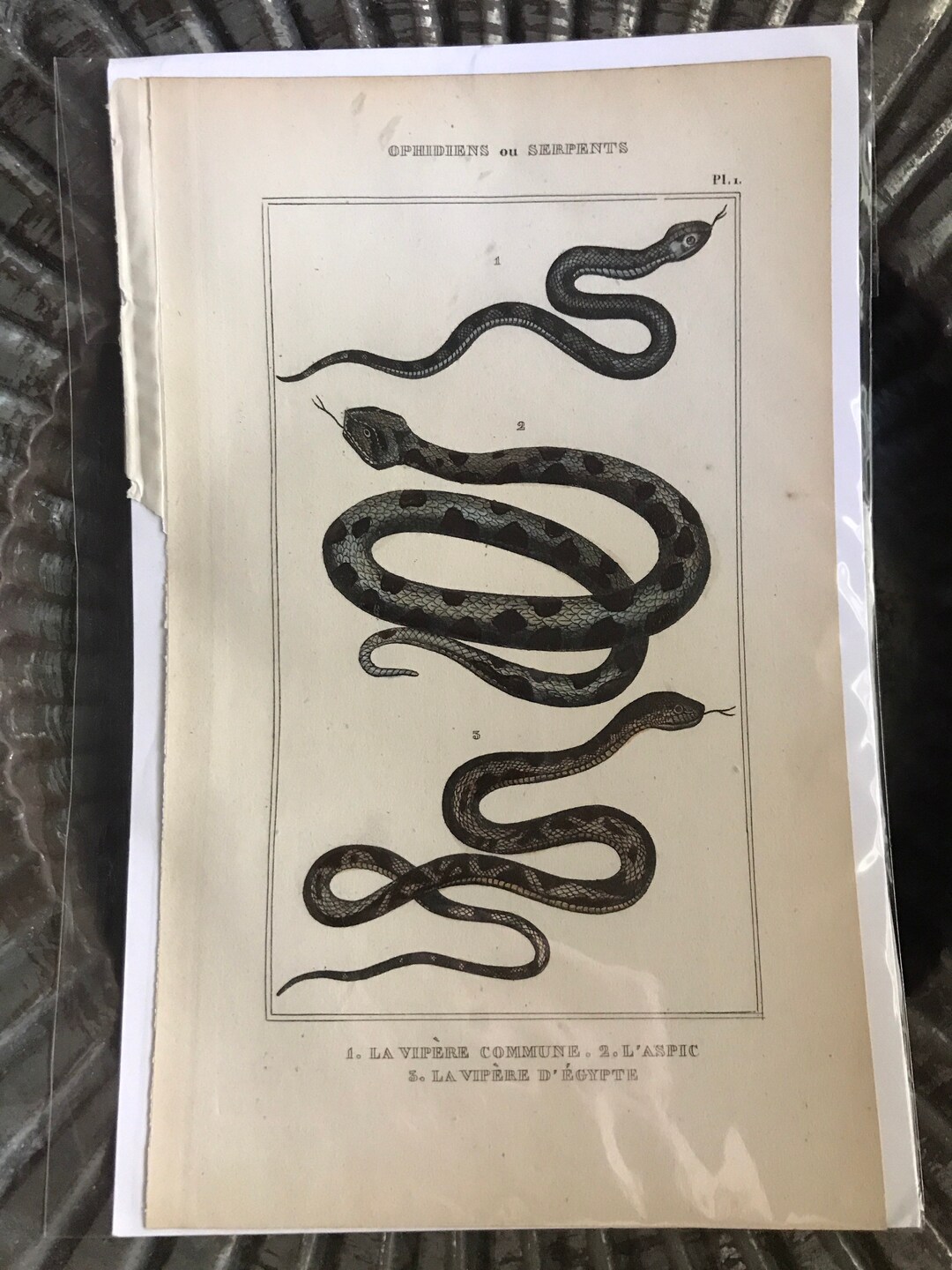 Antique French Print French Snake Print Serpent Print Snake Engraving ...