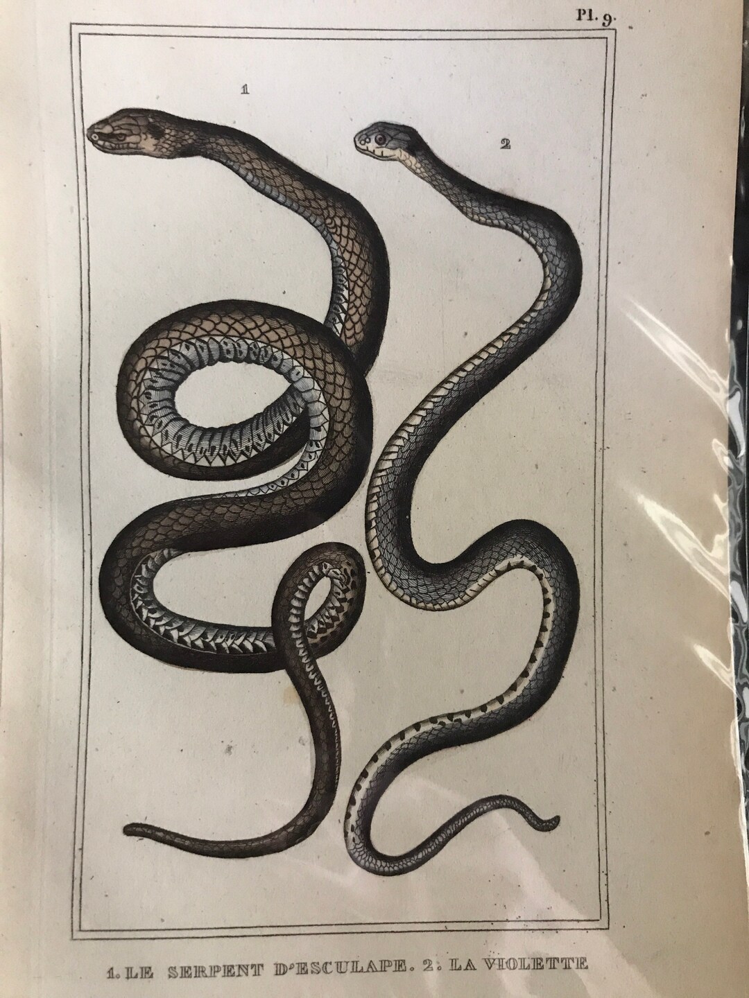 Antique French Print French Snake Print Serpent Print Snake Engraving ...