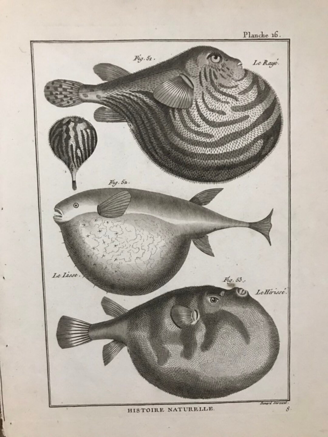 Antique French Fish Print Puffer Fish French Sea Fish Engraving ...