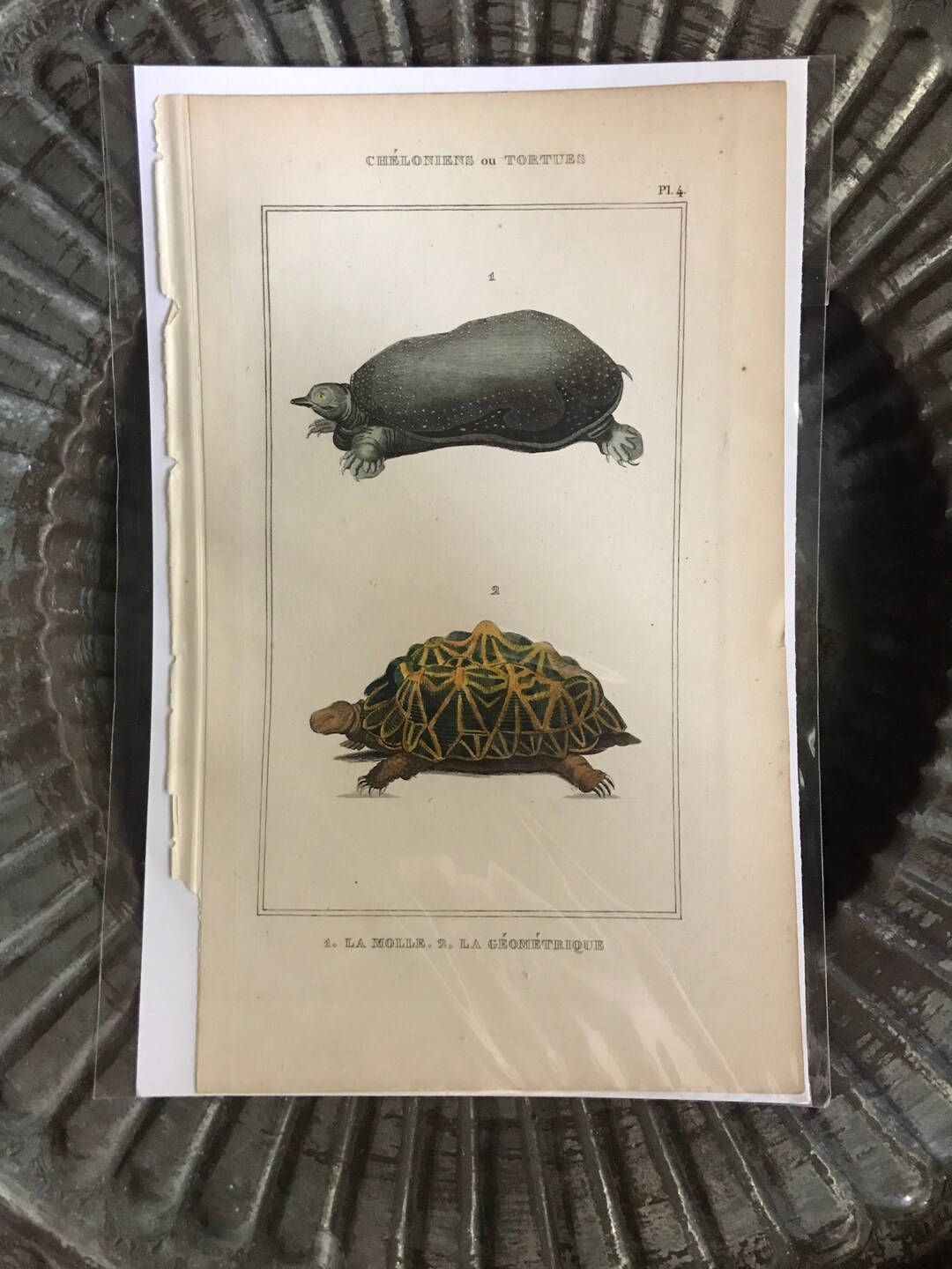 Antique French Print French Turtle Print Engraving Histoire Naturelle ...