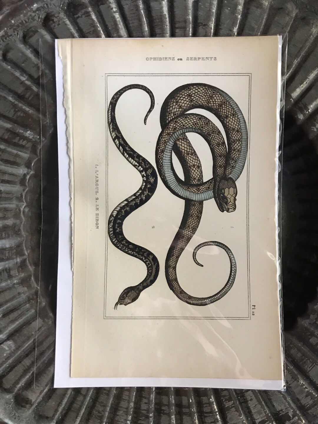 Antique French Print French Snake Print Serpent Print Snake Engraving ...