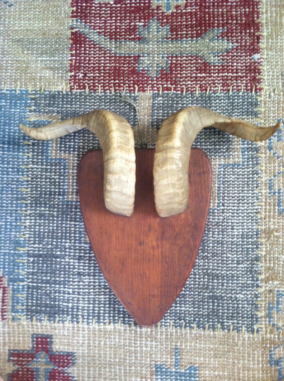 Antique Sheep Horn Sheep Mount Taxidermy Horns Antlers Wall Art Wood ...