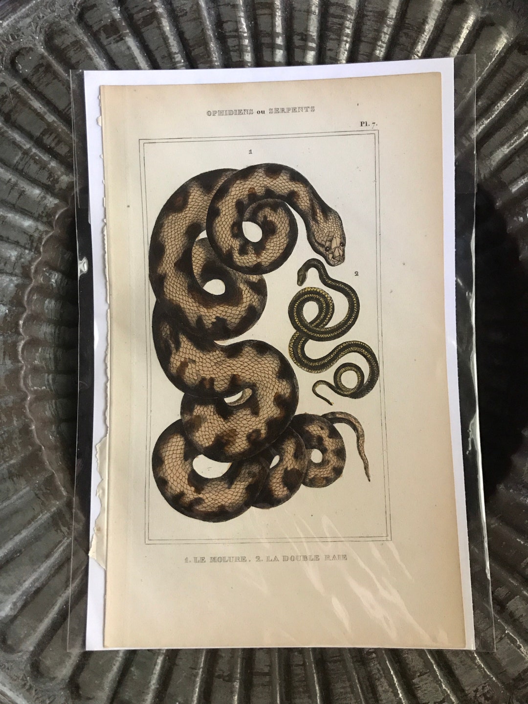 Antique French Print French Snake Print Serpent Print Snake Engraving ...