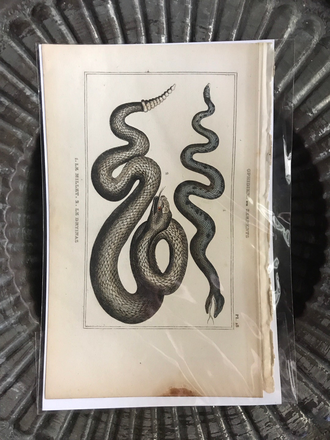 Antique French Print French Snake Print Serpent Print Snake Engraving ...