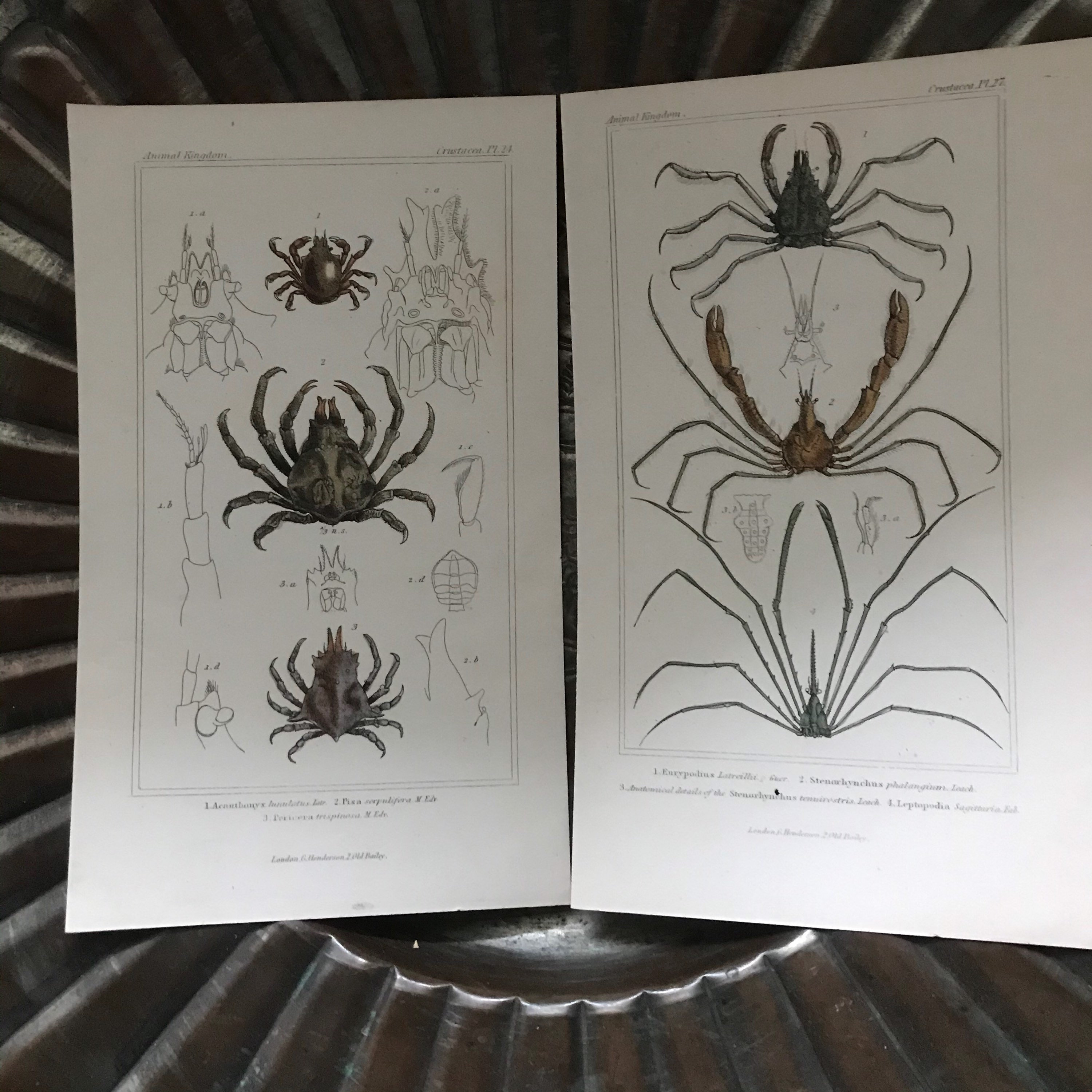Antique Crab Print Crustocean Prints Crab Prints English Print ...