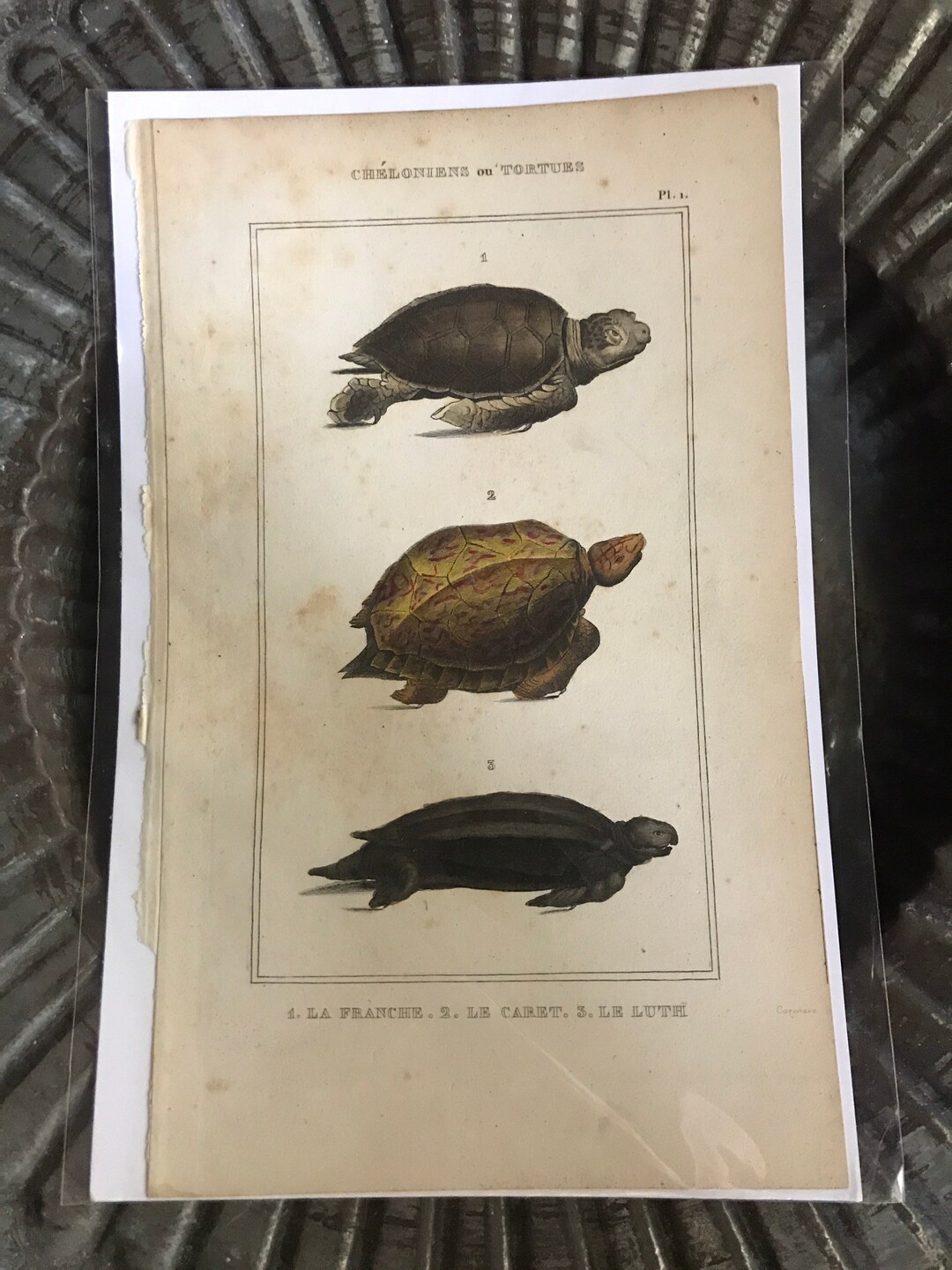 Antique French Print French Turtle Print Engraving Histoire Naturelle ...