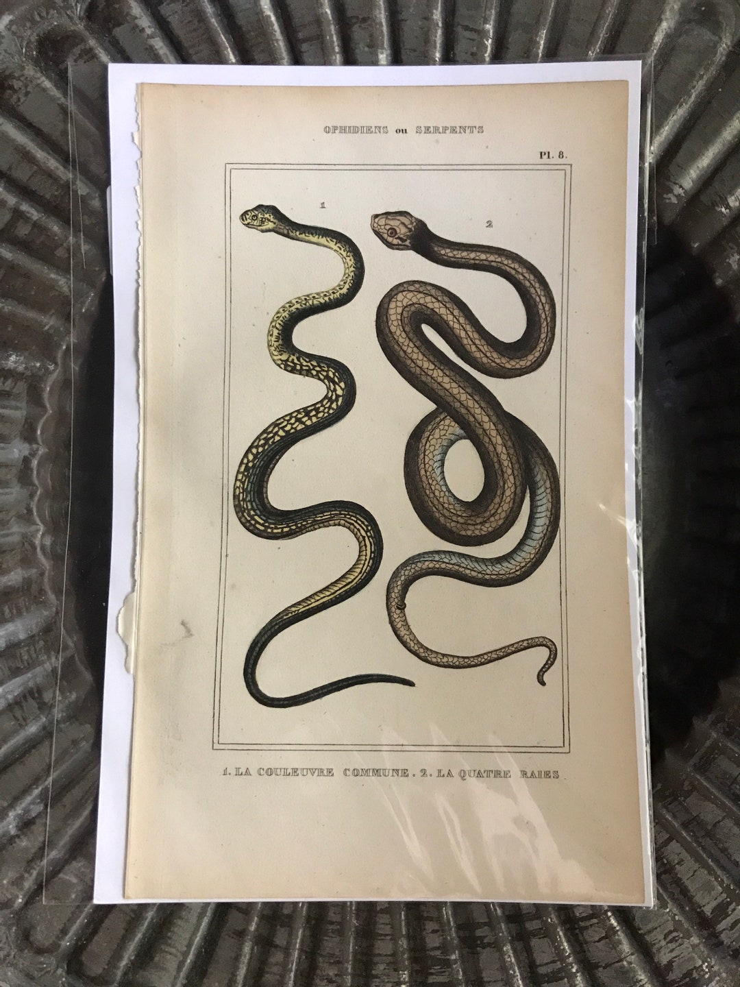 Antique French Print French Snake Print Serpent Print Snake Engraving ...