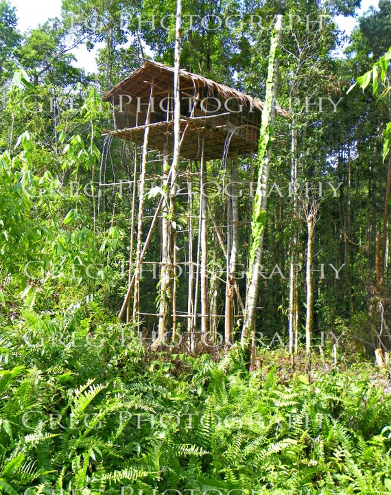 Items similar to The treehouse tribe of Papua 2 on Etsy