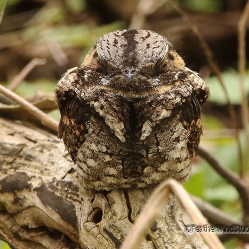 Whippoorwill - Etsy