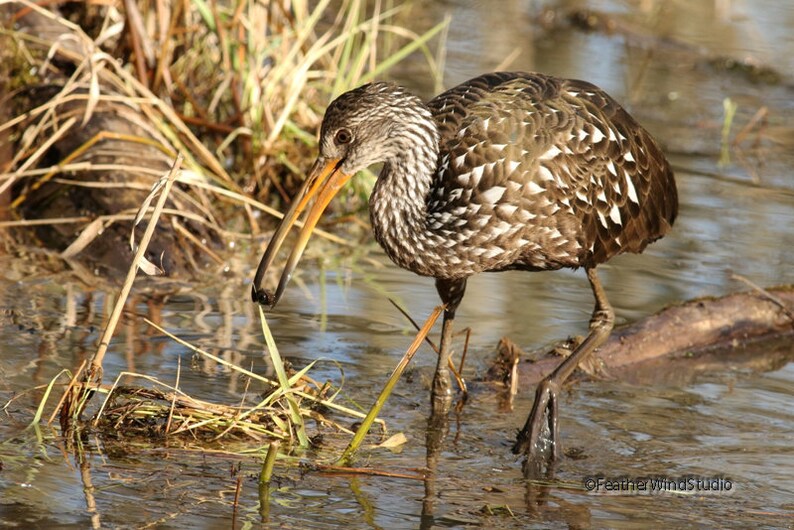 Limpkin Photo | Wading Bird | Wetland Nature Art | Hospital Decor ...