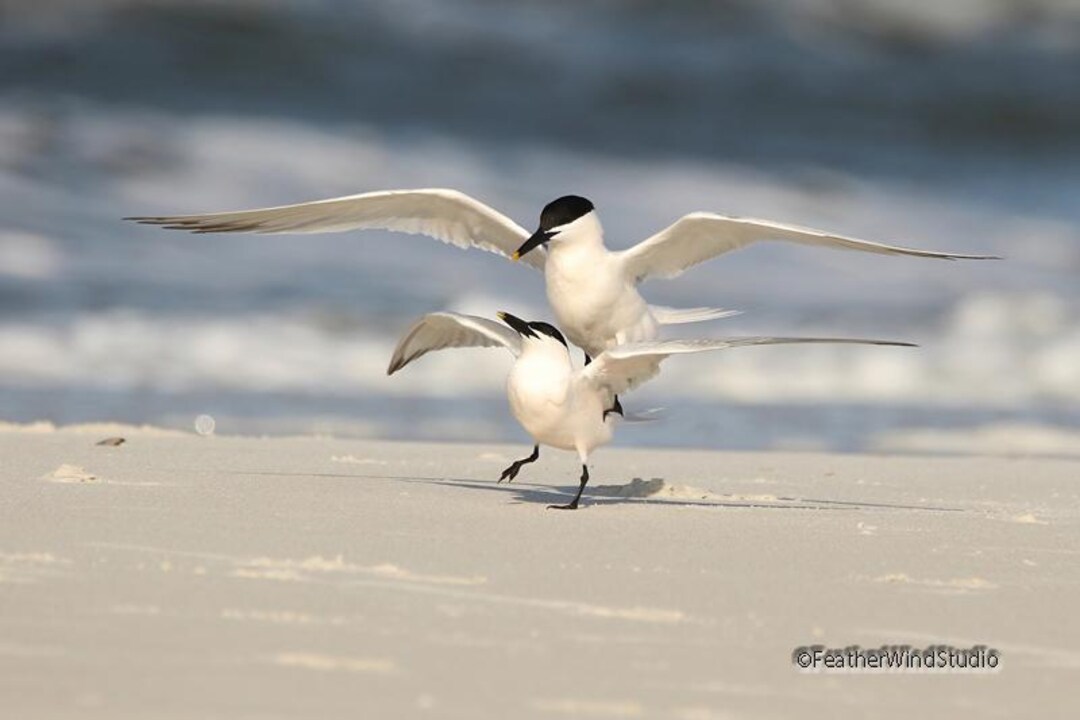 Sandwich Tern Photo | Waterbird Photography | Alabama Bird Wall Art ...