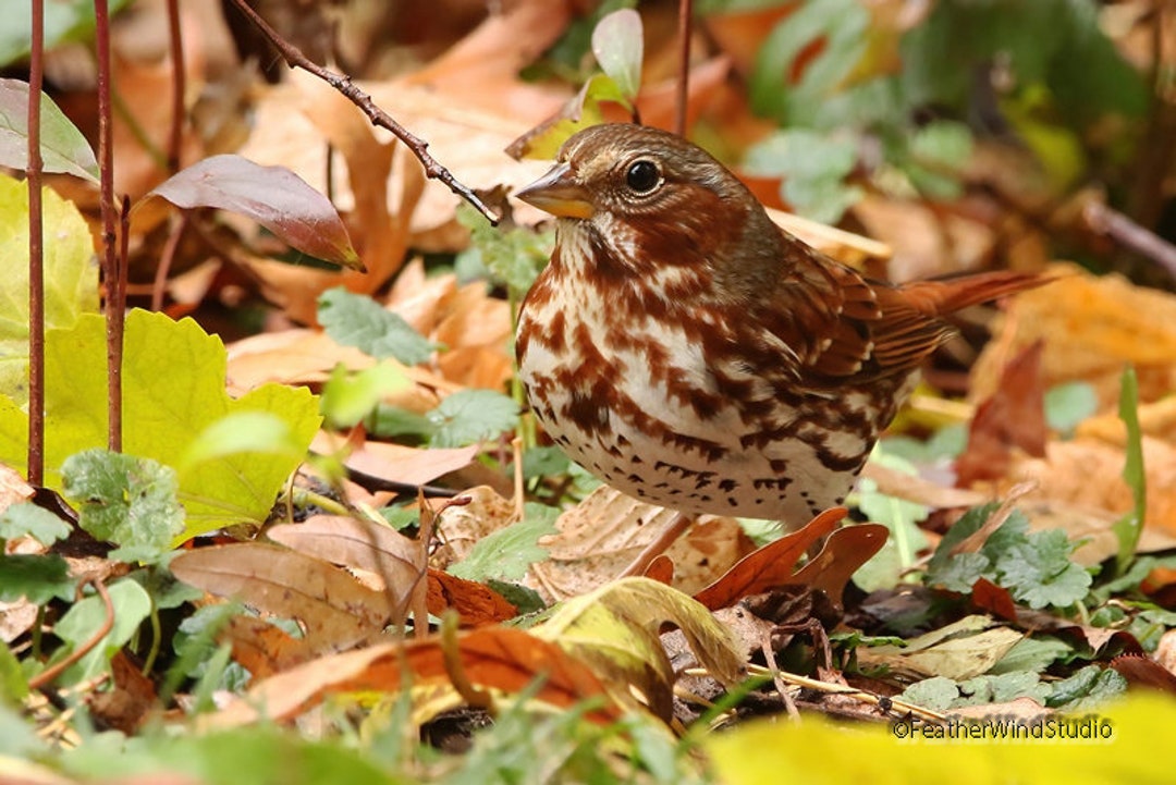 Fox Sparrow Print | Bird Photo Print | Nature Wall Art | Rust Color ...
