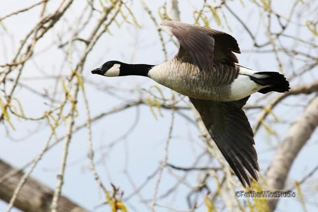 Cackling Goose Photo | Bird in Flight Print | Nature Décor | Waterfowl ...
