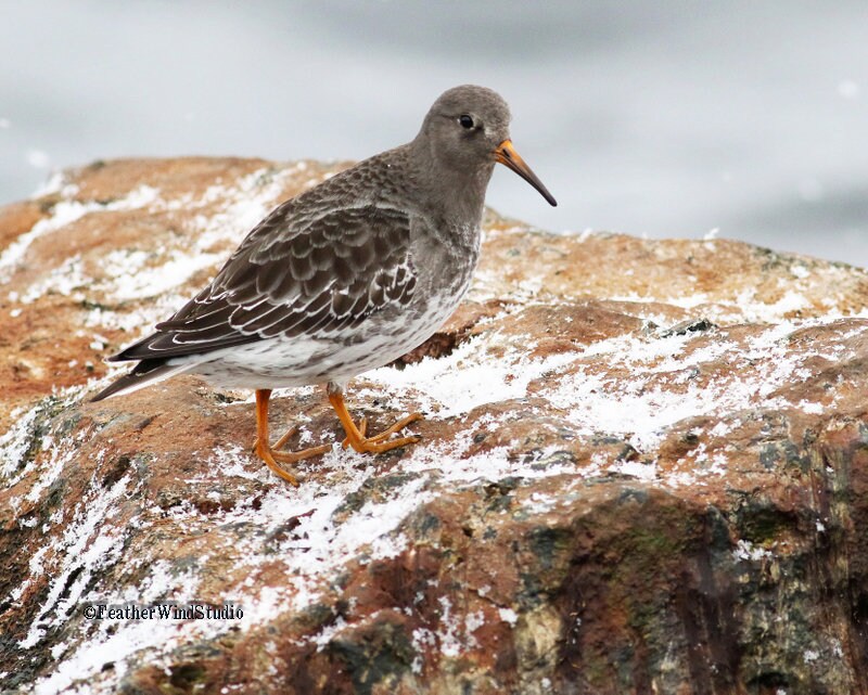Purple Sandpiper Photo Shorebird Beach Decor Plover Peep Sand Piper ...
