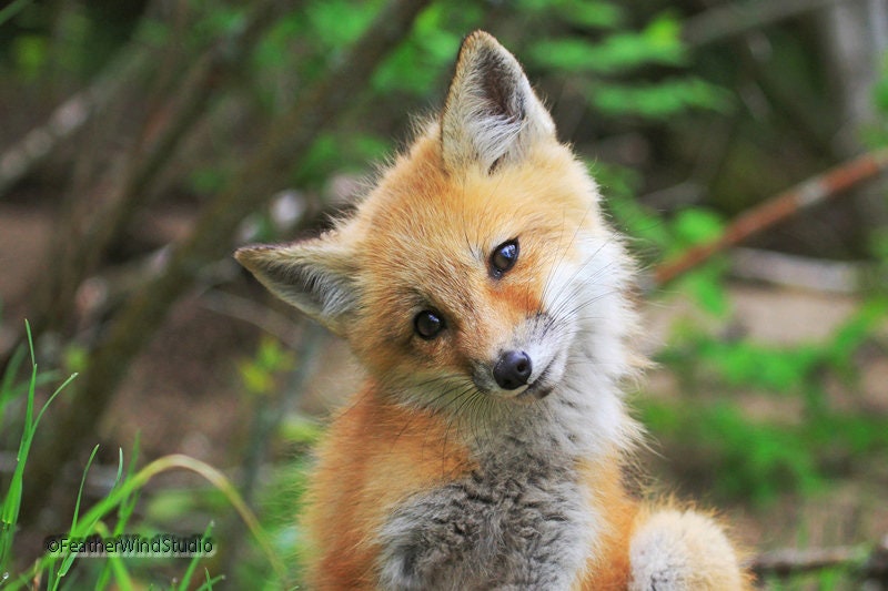 Cute Baby Animal Photo | Red Fox Kit Print | Nursery Babies Kids ...