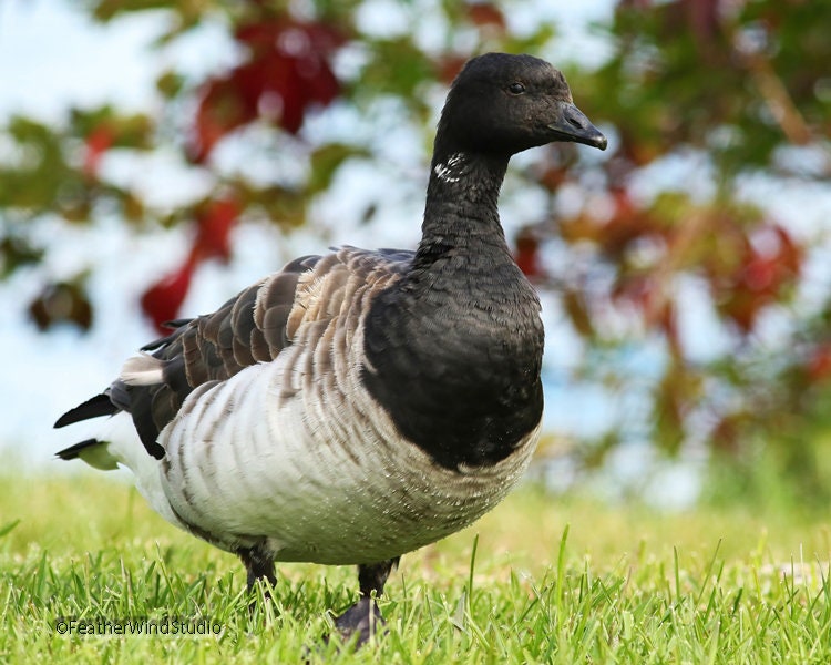 Brant Goose Photo | Bird Photography | Nature Decor | Waterfowl Themed ...
