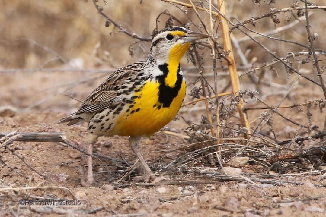 Western Meadowlark Photo | Grassland Bird | Yellow Black Animal Décor ...