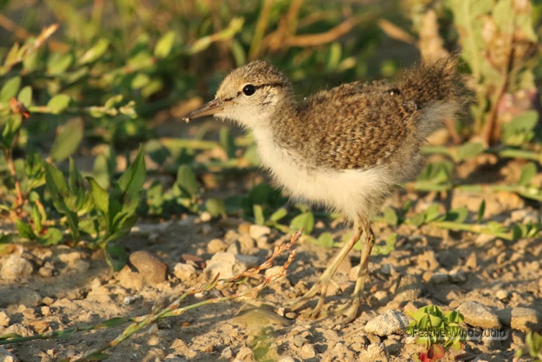 Spotted Sandpiper Baby Photo | Shorebird Photography | Summer Bird Wall ...