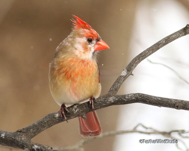 Leucistic Cardinal Photo Bird Print Birdwatching Winter - Etsy