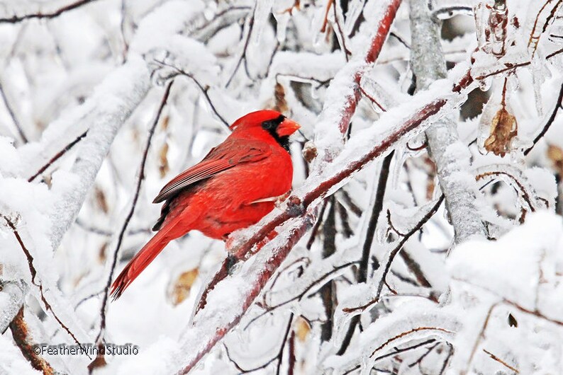 Nature Photography | Northern Cardinal in Snow | Red Winter Bird Icicle ...