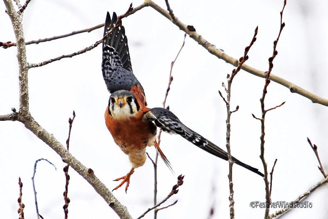 Kestrel in Flight Photo | Flying Falcon | Bird Hawk Action Print ...