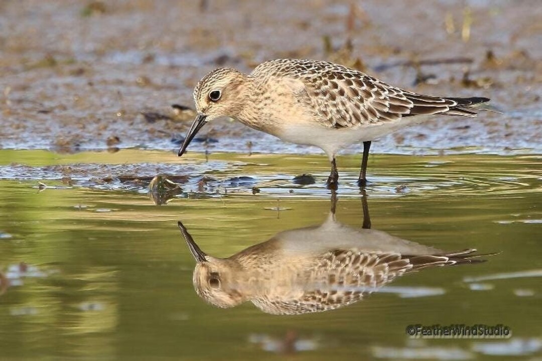 Bairds Sandpiper Photo | Shorebird Photography | Summer Bird Wall Art ...