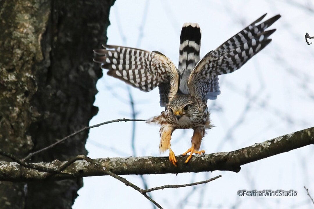 Merlin Photo | Prairie Merlin | Falcon | Bird Photography | Raptor ...