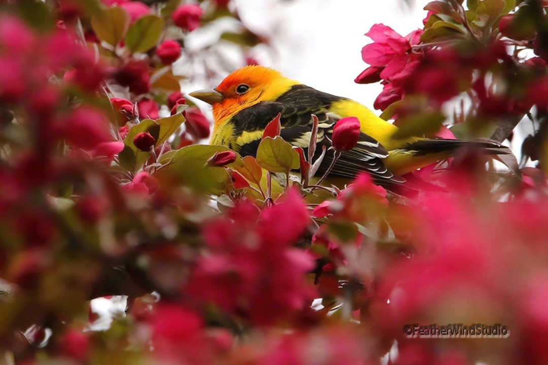 Western Tanager Print | Spring Bird Wall Art | Songbird and Flower ...