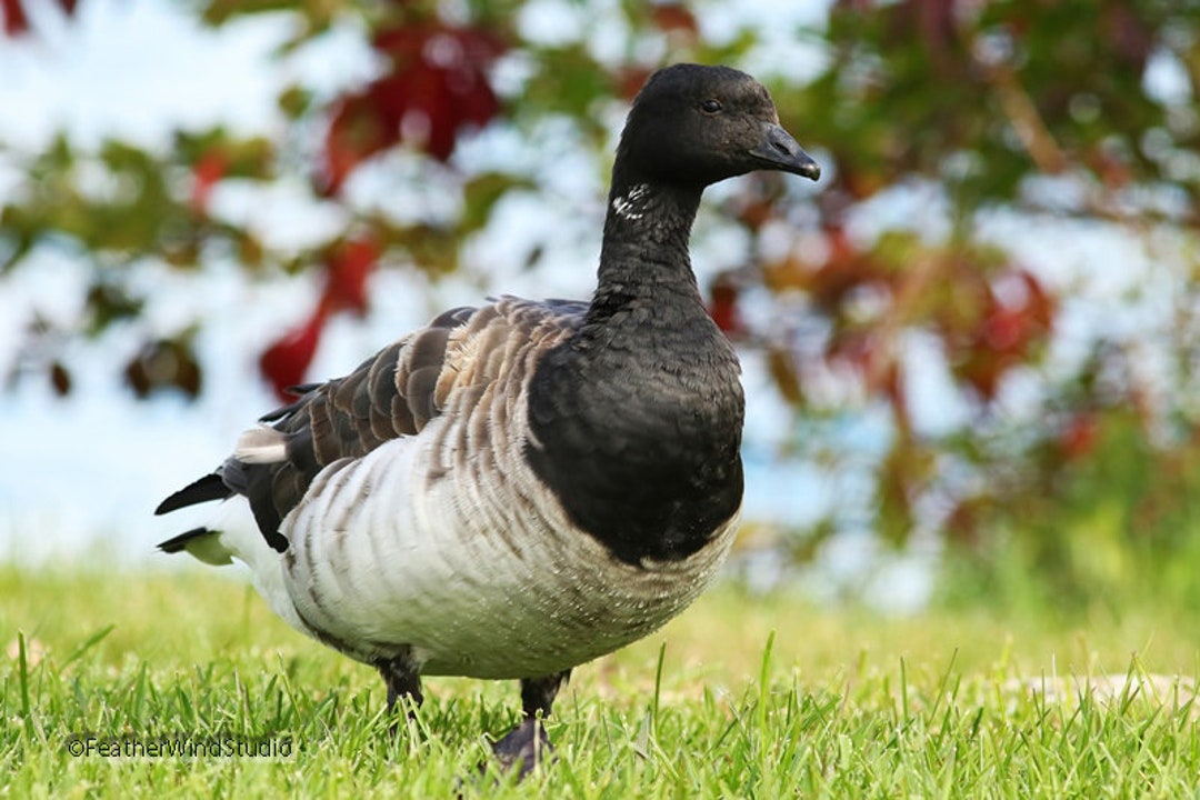 Brant Goose Photo | Bird Photography | Nature Decor | Waterfowl Themed ...