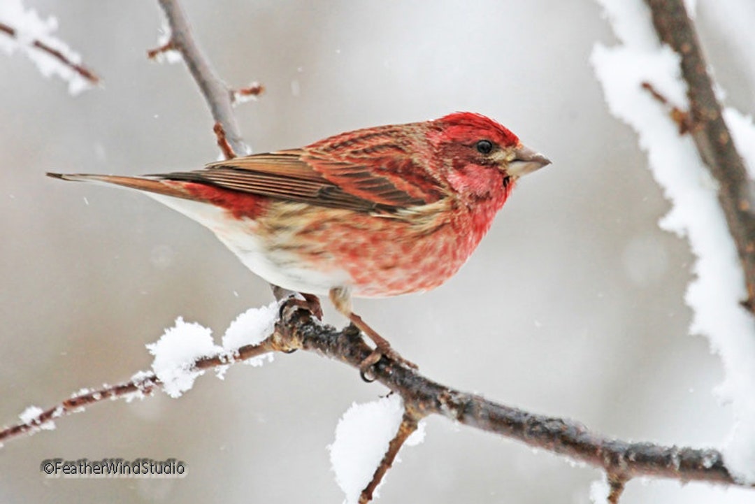 Purple Finch | Winter Bird Photography | Finch in Snow Storm ...