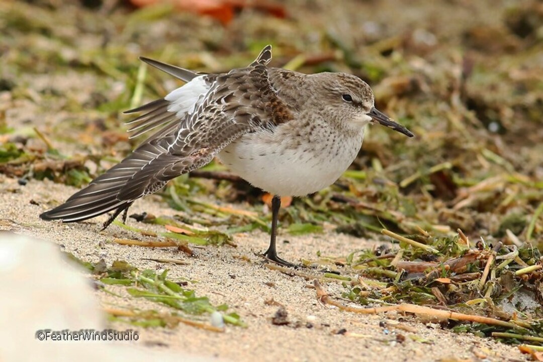 White Rumped Sandpiper Photo | Beach Bird Decor | Plover Peep Sand ...