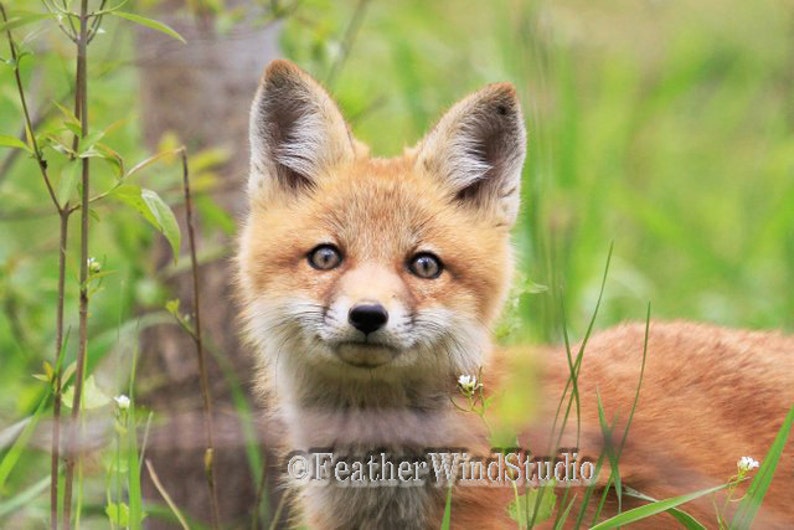 Fox Photography Red Fox Kit Pup Print Nature Wall Art | Etsy