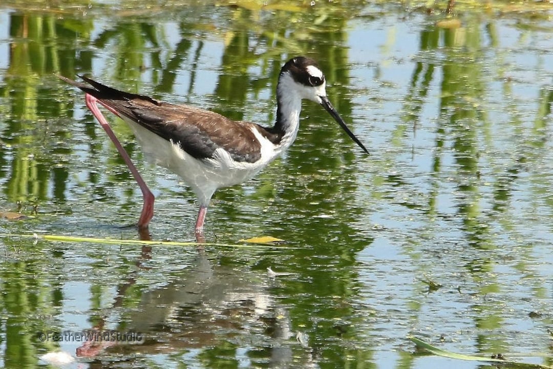 Black Necked Stilt Photo | Shorebird Photograph | Ohio Bird | Wall ...