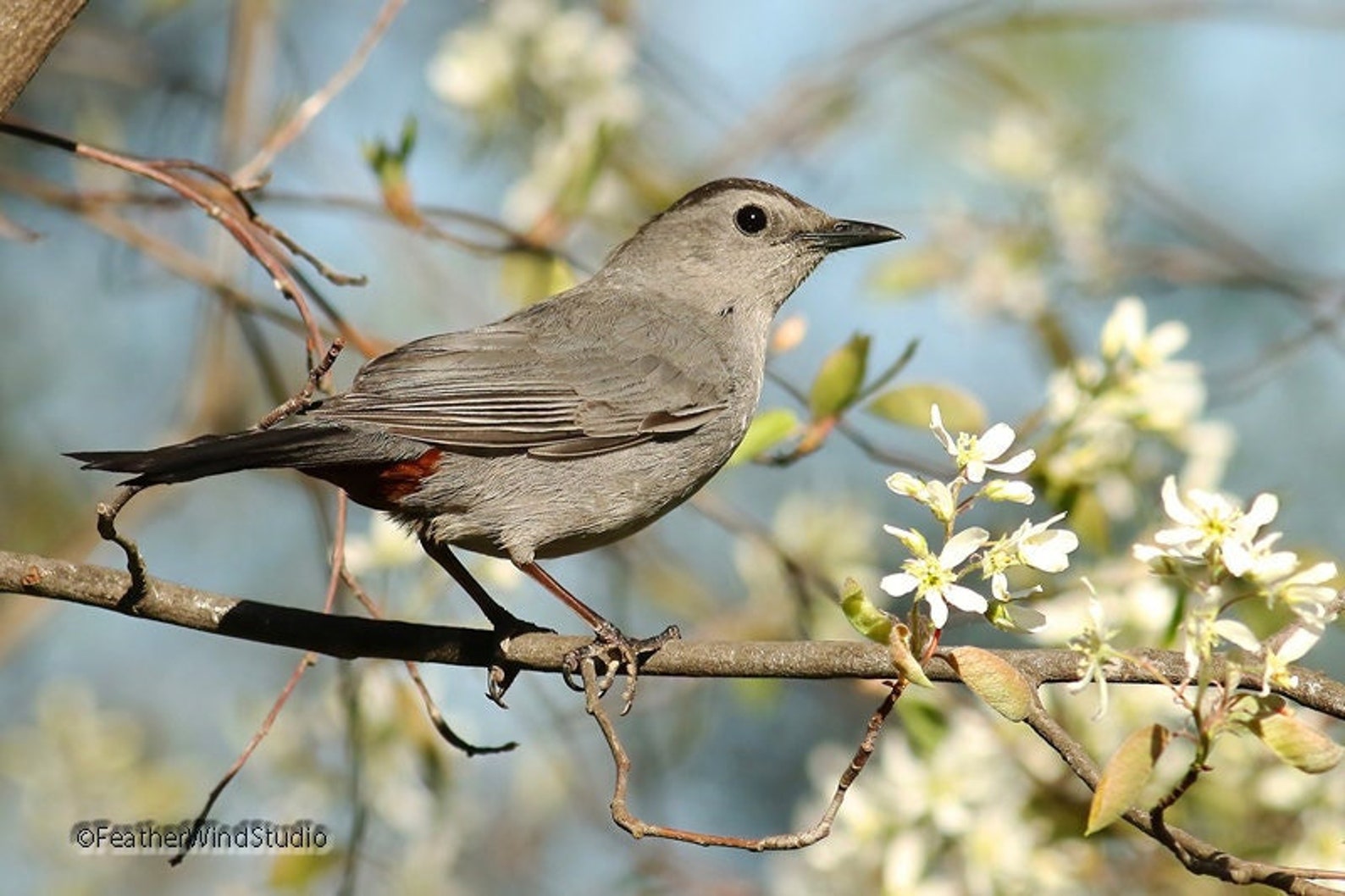 Gray Catbird Photo Nature Photography Spring Birding Songbird Office ...