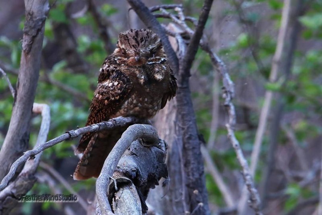Chuck Wills Widow Print | Nightjar Wall Art | Nature Home Office Décor ...
