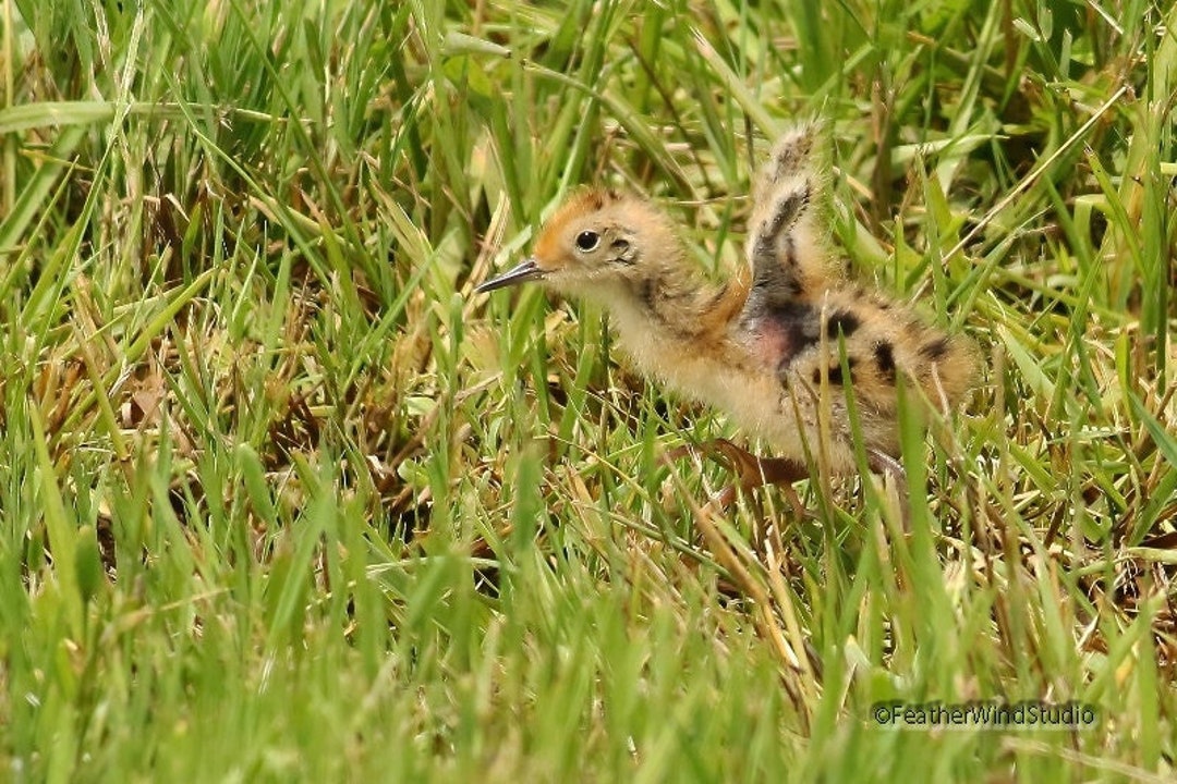 Baby Wilsons Phalarope Photo | Shorebird Lover Print | Nature Wall Art ...